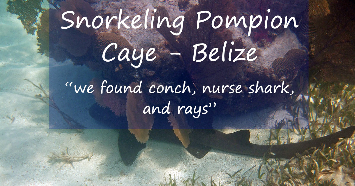 Snorkeling Pompion Caye - Belize - Interesting Creatures