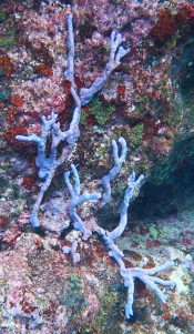 Snorkeling Little Knip Beach - Fish And A Lively Coral Reef
