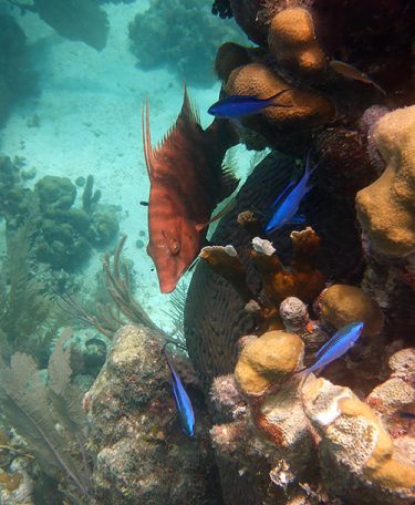 Belize Snorkeling - What It's Like And Where To Snorkel