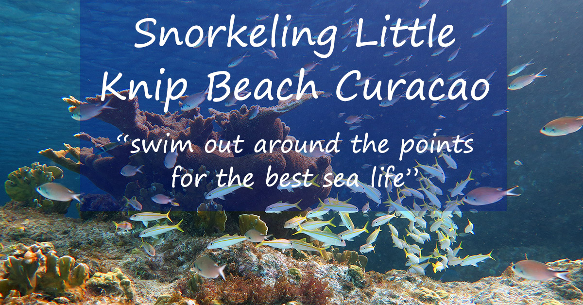 Snorkeling Little Knip Beach - Fish And A Lively Coral Reef