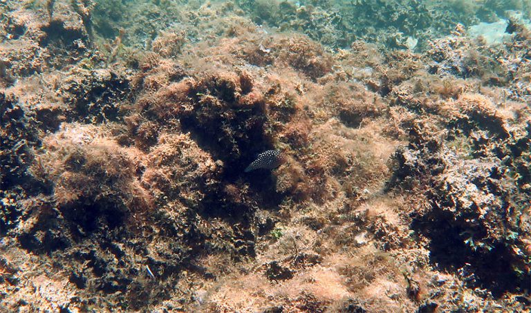 Live Vs Dead Coral - Useful Pictures And Descriptions