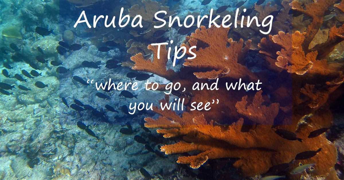 Complete Aruba Snorkeling Guide - Best Beaches And Tours