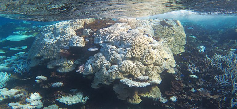 Live Vs Dead Coral - Useful Pictures And Descriptions