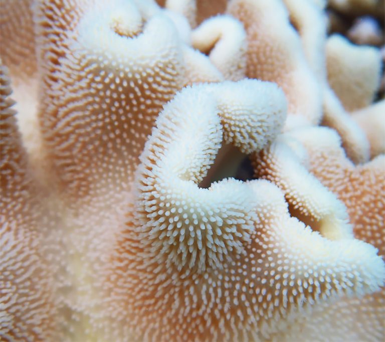 Live Vs Dead Coral - Useful Pictures And Descriptions