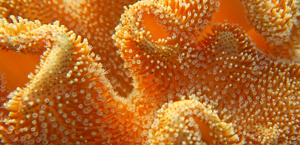 Snorkeling Etiquette - Avoid Harming Sea Life And Yourself