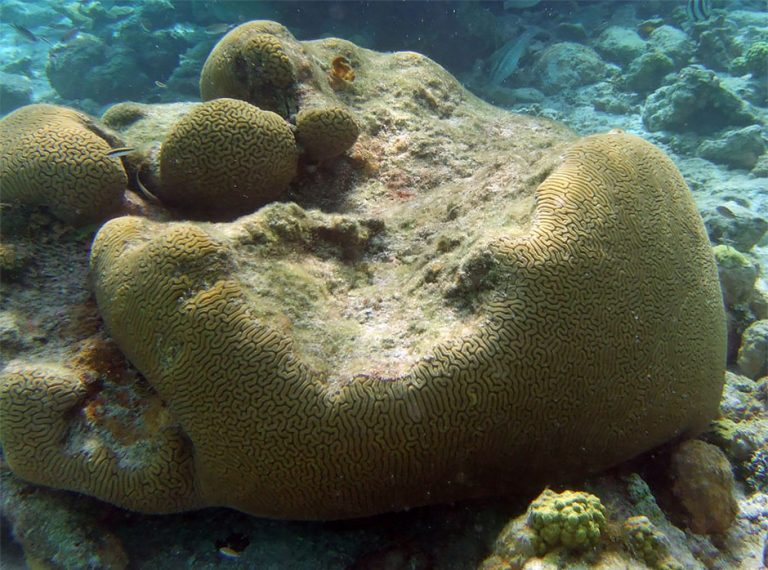 Live Vs Dead Coral - Useful Pictures And Descriptions