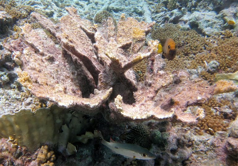 Live Vs Dead Coral - Useful Pictures And Descriptions