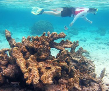 Live Vs Dead Coral - Useful Pictures And Descriptions