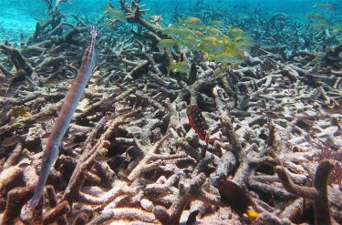 Live Vs Dead Coral - Useful Pictures And Descriptions