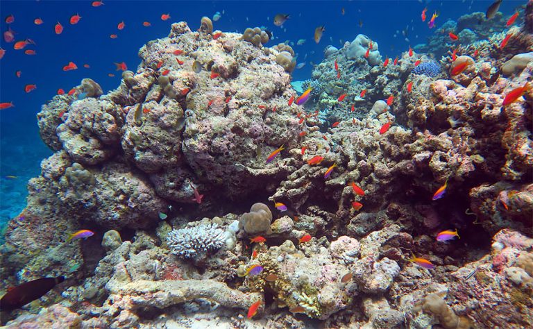 Live Vs Dead Coral - Useful Pictures And Descriptions