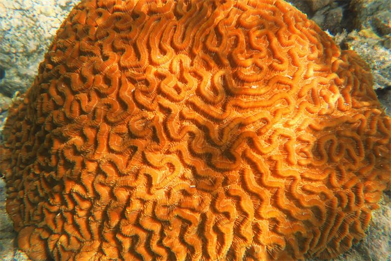 Live Vs Dead Coral - Useful Pictures And Descriptions