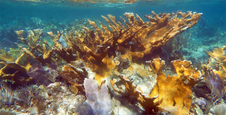 Live Vs Dead Coral - Useful Pictures And Descriptions