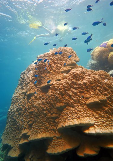 Live Vs Dead Coral - Useful Pictures And Descriptions