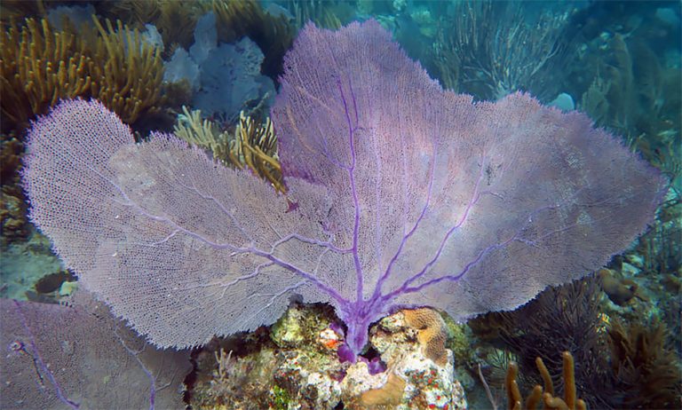 Live Vs Dead Coral - Useful Pictures And Descriptions