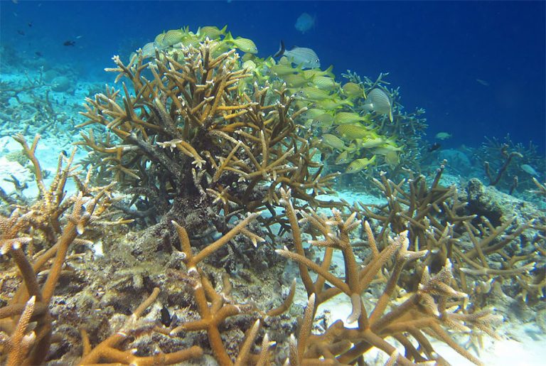 Live Vs Dead Coral - Useful Pictures And Descriptions