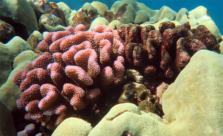 Live Vs Dead Coral - Useful Pictures And Descriptions