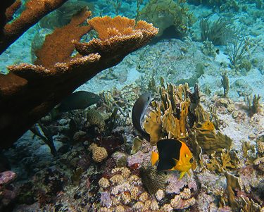 Snorkeling Mangel Halto - Best In Aruba, Not For Beginners
