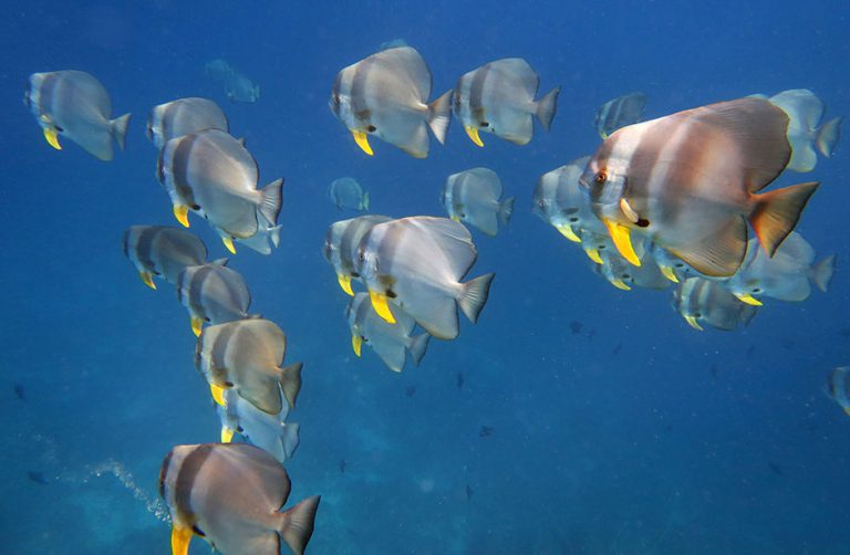 Amazing Indonesia Snorkeling Trips - Guided Snorkel Travel