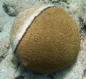 Live Vs Dead Coral - Useful Pictures And Descriptions