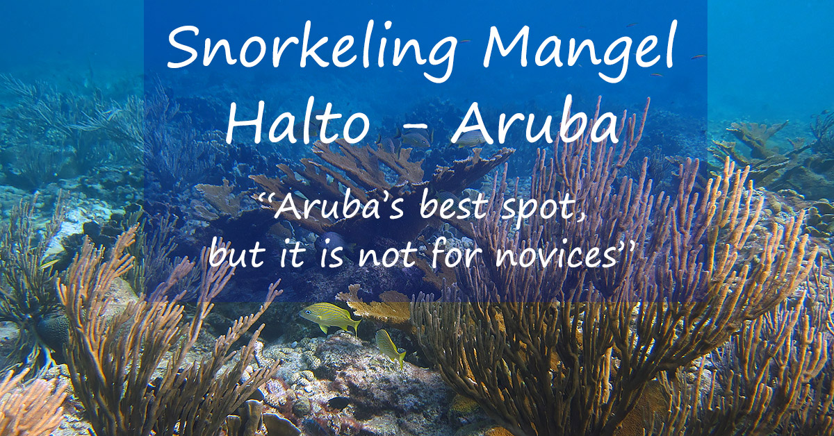 Snorkeling Mangel Halto - Best In Aruba, Not For Beginners