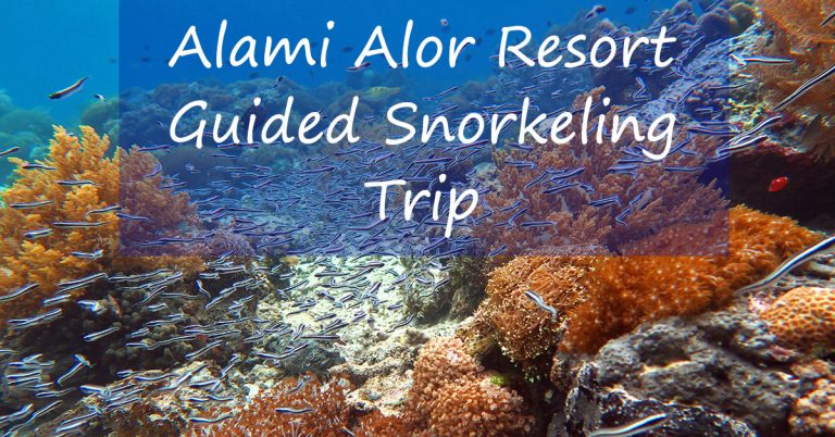 Snorkeling Queens Beach Is The Best In Waikiki
