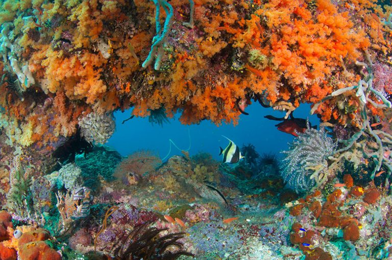 Raja Ampat Liveaboard Snorkeling Trip - Underwater Heaven!