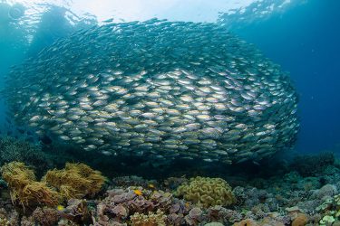 Raja Ampat Liveaboard Snorkeling Trip - Underwater Heaven!