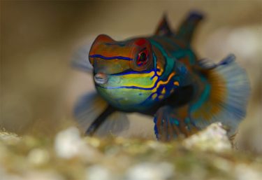 Snorkeling Trips - Exclusive Guided Snorkel Travel