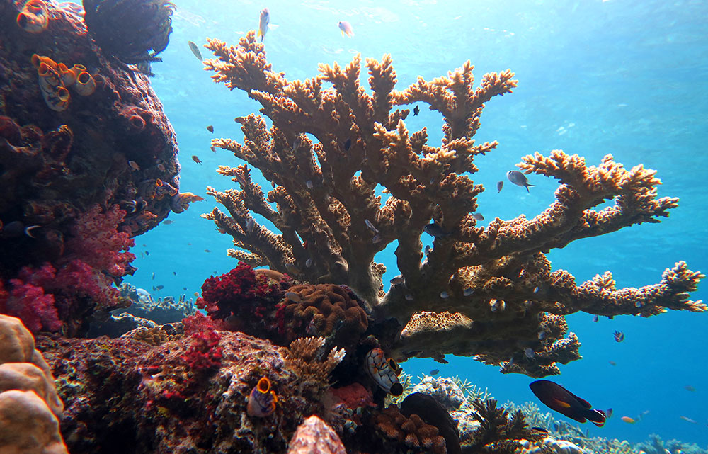 Extraordinary 19 Day Misool And Wakatobi Snorkeling Trip