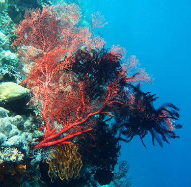 Extraordinary 19 Day Misool And Wakatobi Snorkeling Trip