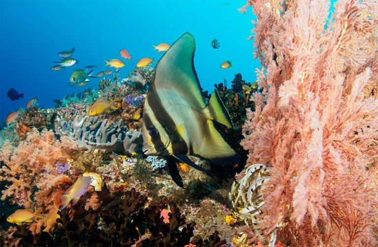 Amazing Indonesia Snorkeling Trips - Guided Snorkel Travel