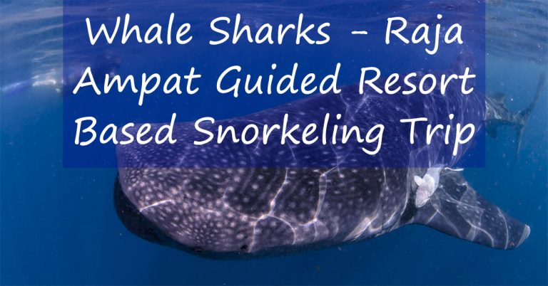 Snorkeling Sombrero Reef - A Super Treat! See Pictures