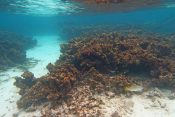 Snorkeling Lac Bay - Lively Shallow Reef Despite Declines