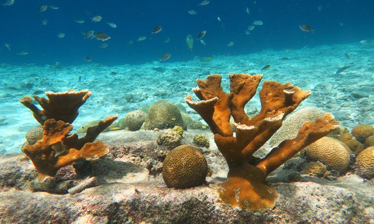 Snorkeling Bari Reef - Good Spot For Fish On Windy Days