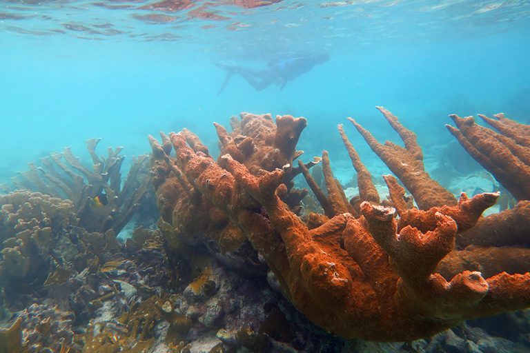 Snorkeling Red Beryl North - Many Fish And Corals To Enjoy