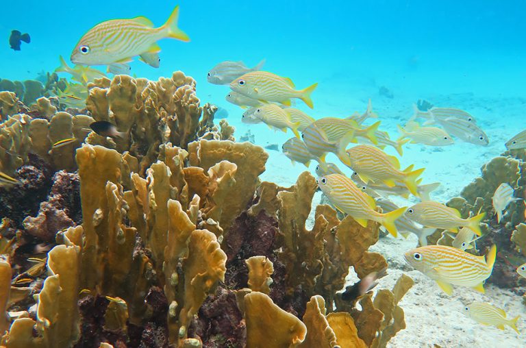 Snorkeling Red Beryl North - Many Fish And Corals To Enjoy