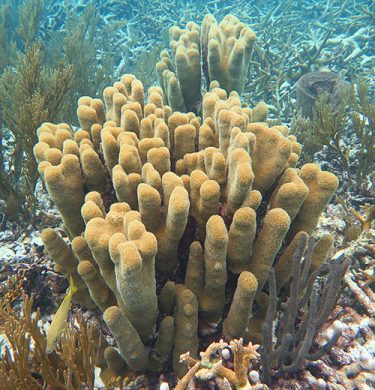 Snorkeling Red Beryl North - Many Fish And Corals To Enjoy