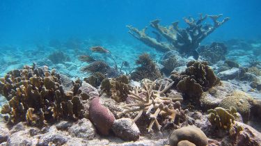 Snorkeling Salt Pier - Lots Of Fish Around The Pilings