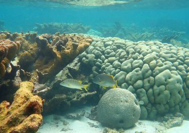 Snorkeling Lac Bay - Lively Shallow Reef Despite Declines