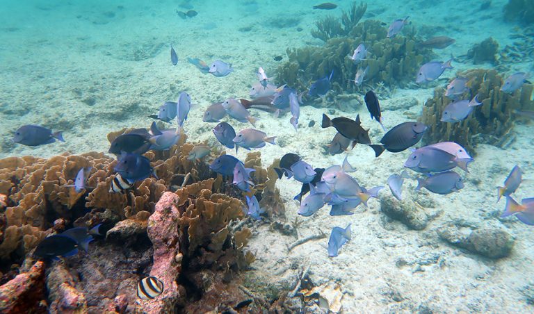 Snorkeling Margate Bay - Nice Corals And Fish If It Is Calm