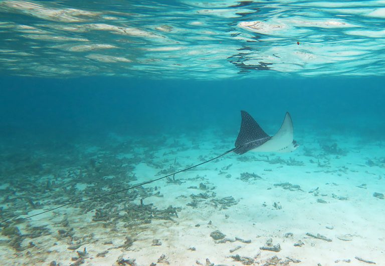 Snorkeling Lac Bay - Lively Shallow Reef Despite Declines