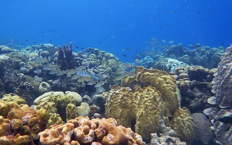 Snorkeling Tolo - Nice Mix Of Fish And Corals