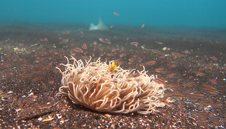 Snorkeling Lembeh Strait, Indonesia - Muck And Reef Critters