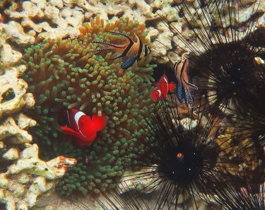 Snorkeling Lembeh Strait, Indonesia - Muck And Reef Critters