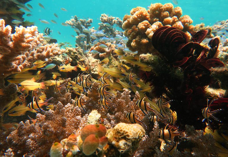 Snorkeling Lembeh Strait, Indonesia - Muck And Reef Critters