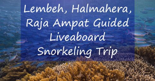 Key Largo Snorkeling - The Best Spots And How To Get To Them