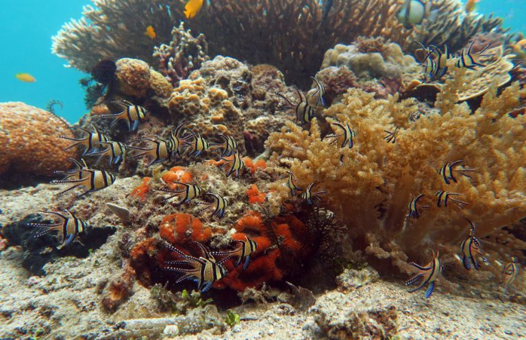 Coral Triangle Snorkeling - Most Alive Reefs In The World