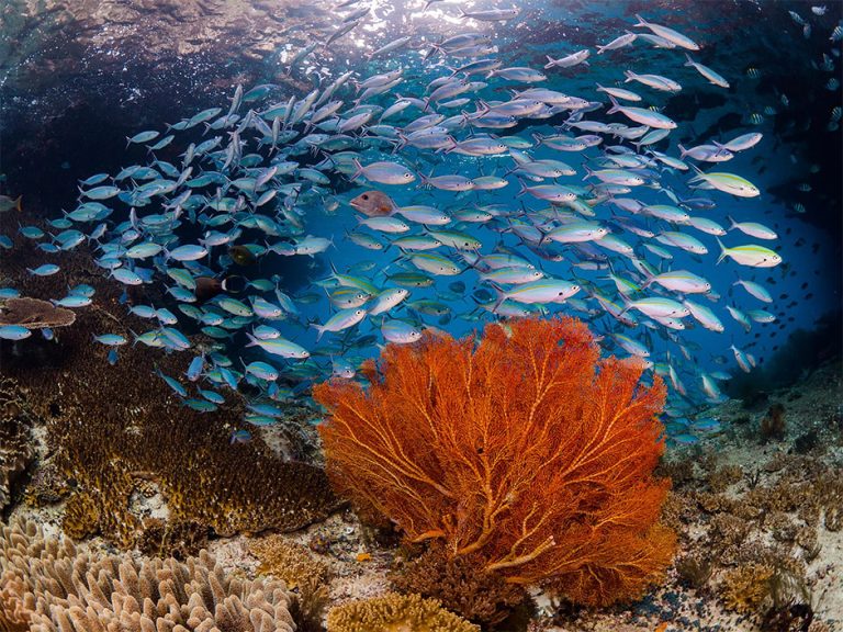 Amazing Indonesia Snorkeling Trips - Guided Snorkel Travel