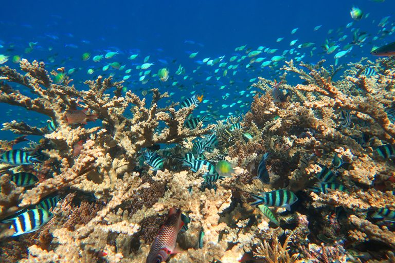 Coral Triangle Snorkeling - Most Alive Reefs In The World