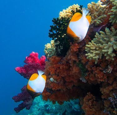 Wakatobi Snorkeling - We Found Healthy Reefs & Lots Of Fish